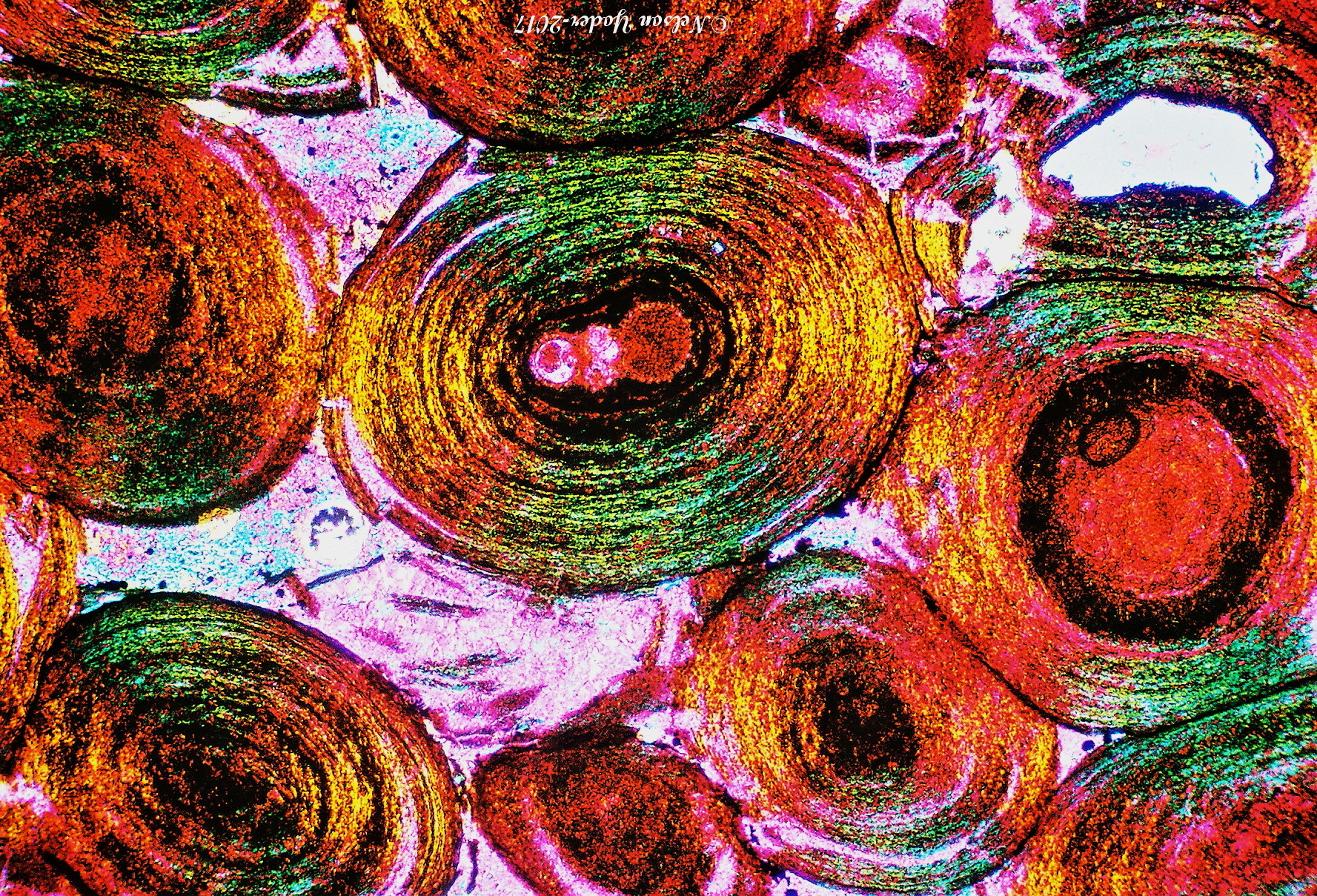 Phosphatic Oolitic Sand Photomicrographs - Integrated Exploration ...
